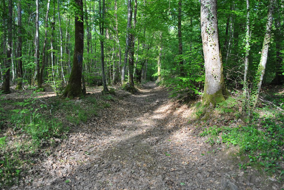 Balade pédestre : Bois et tonneaux