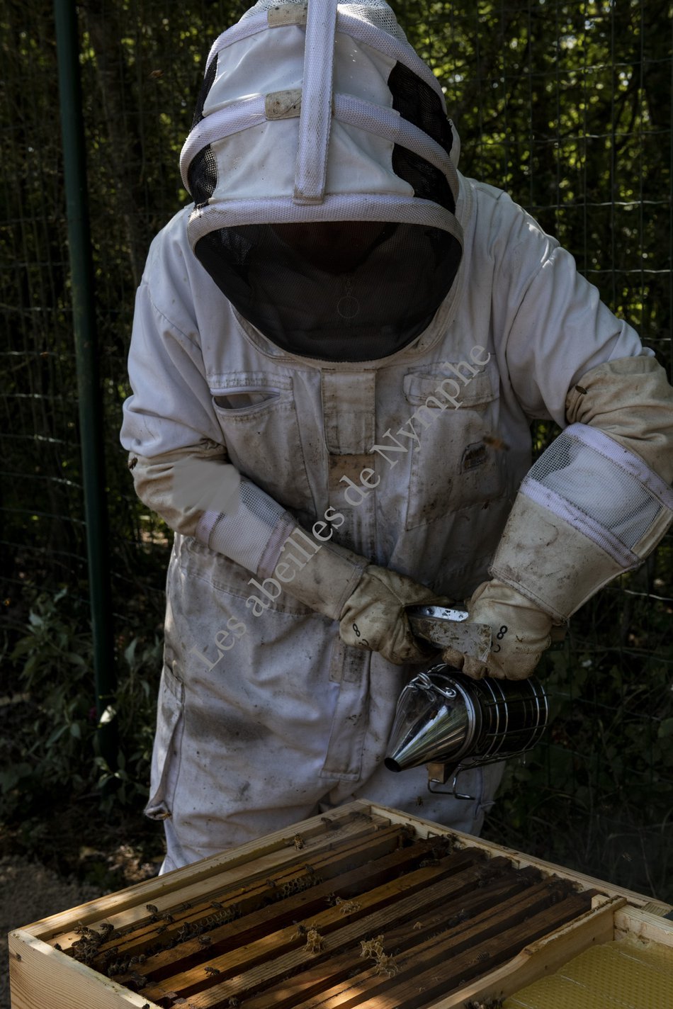 Les abeilles de Nymphe - Fronton