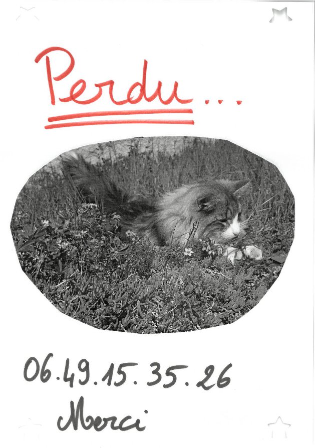 Chat perdu / trouvé - Varen