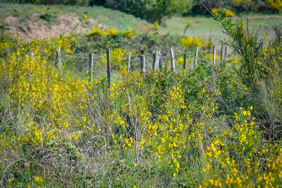 Une vieille histoire gallo-romaine - Bonnée